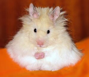 Best teddy bear hamsters Characteristics 2021