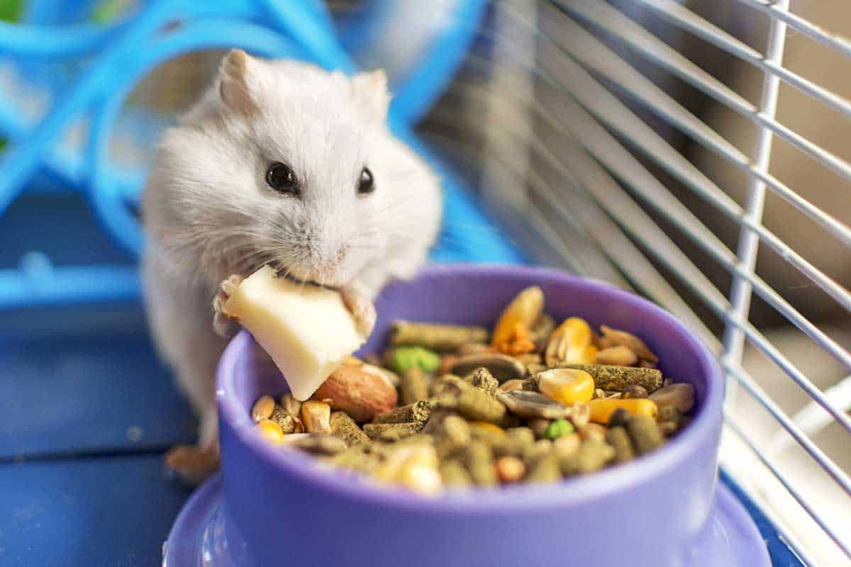 Your Pet Hamster - Syrian Hamsters